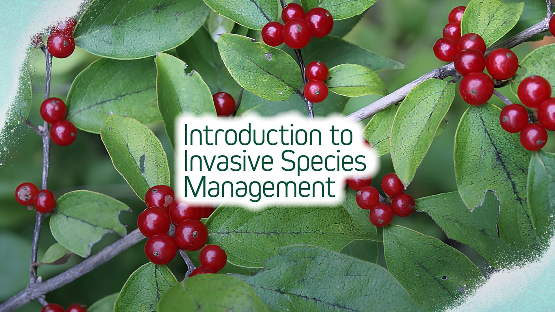 Introduction to Invasive Species Management | Serving DuPage, Kane and Kendall Counties ...